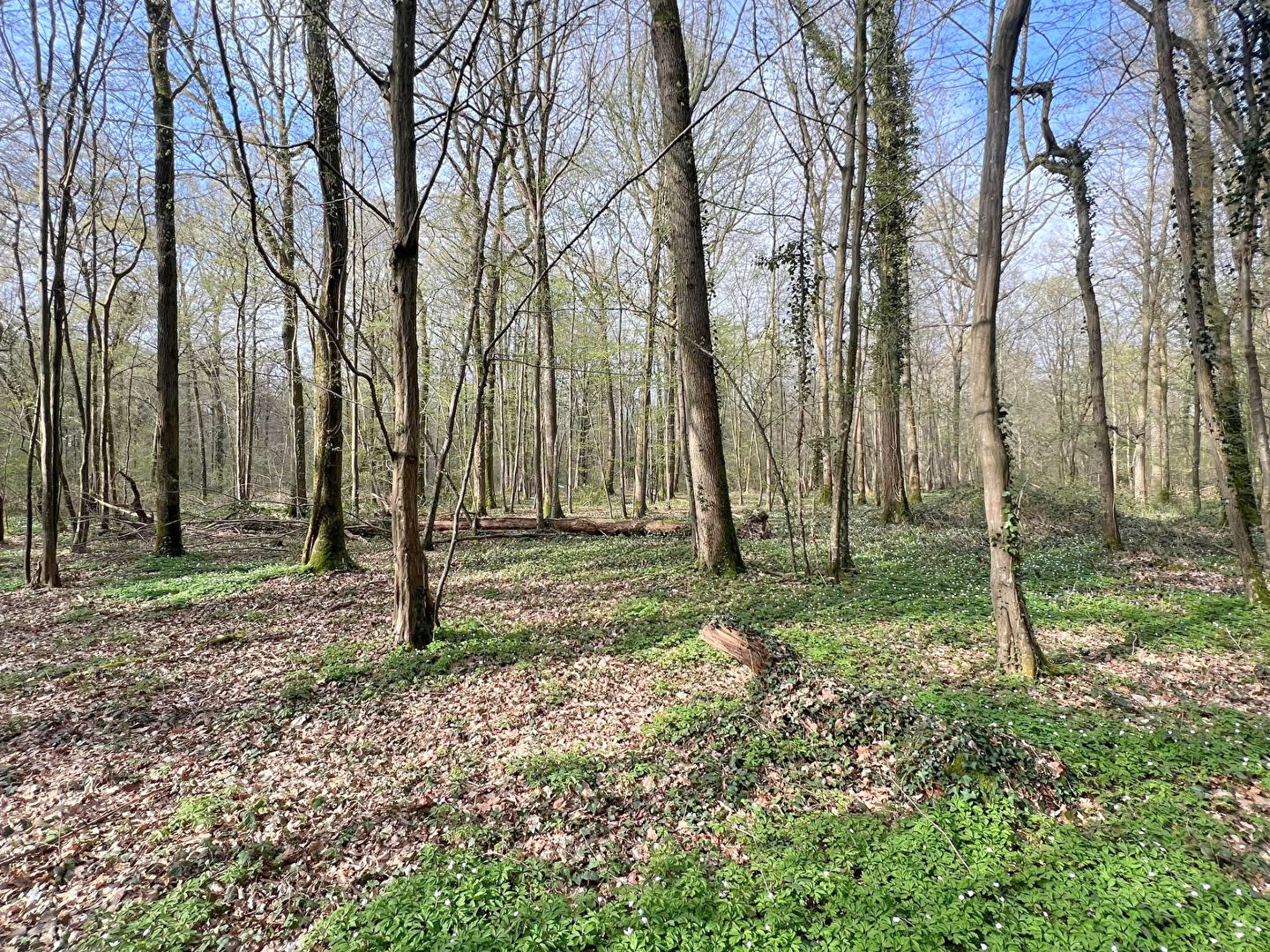 Belle parcelle Boisee de 37 700 m2 a Chaumont En Vexin